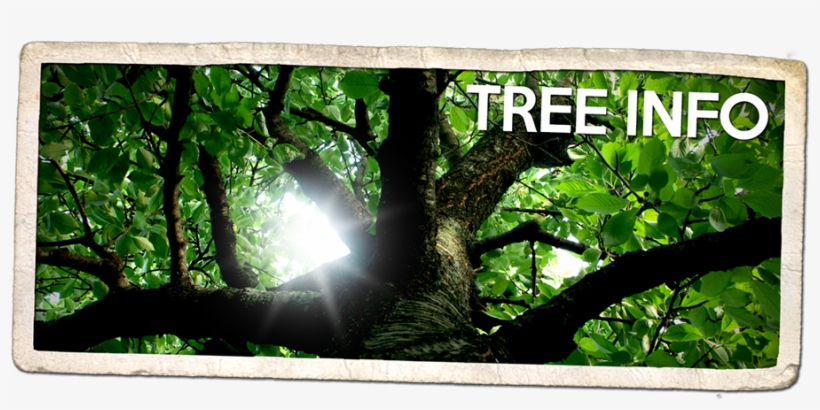 Smart & Easy Guide To Genealogy: Y Tree Using History - 936x436 PNG ...