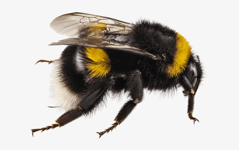 Bumble Bees - Insect - 612x439 PNG Download - PNGkit