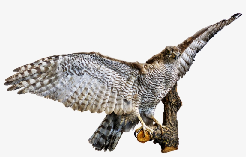 Bird Bird Of Prey Raptor - Bird - 1280x760 PNG Download - PNGkit