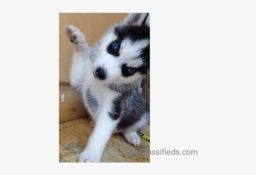 Quality Siberian Husky 2 Male 1 Female - Husky Devil Mask Bi Eye ...