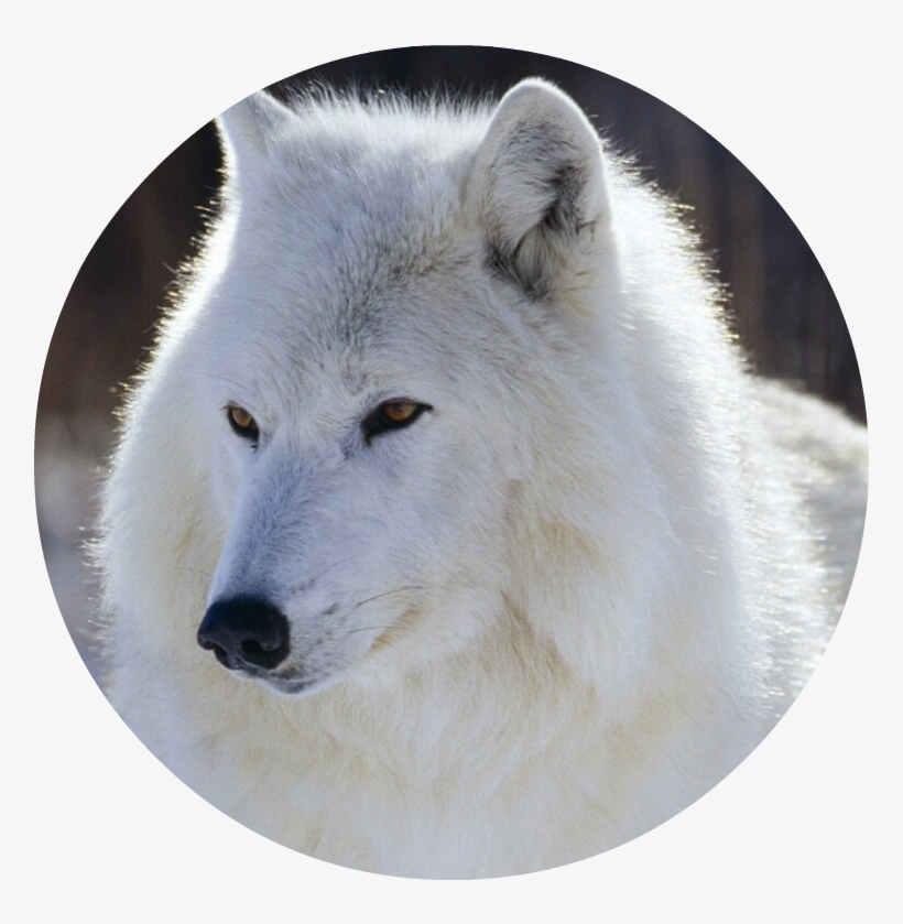 White Wolf Hybrid With Blue Eyes