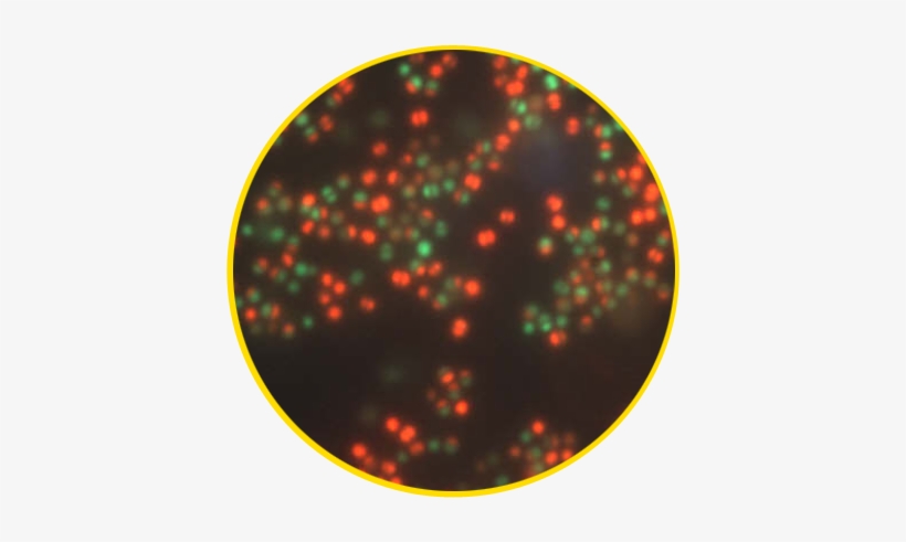 Staphylococcus Aureus - 437x444 PNG Download - PNGkit