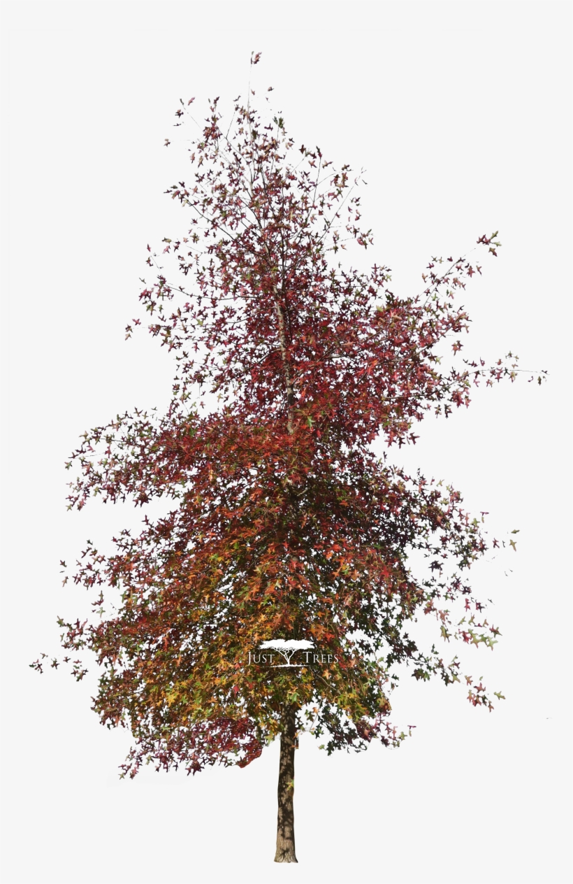 Quercus Palustris - Maple - 2476x3918 PNG Download - PNGkit