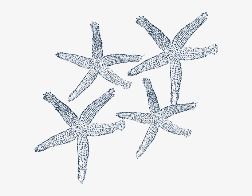 White Starfish Png Download - 600x556 PNG Download - PNGkit