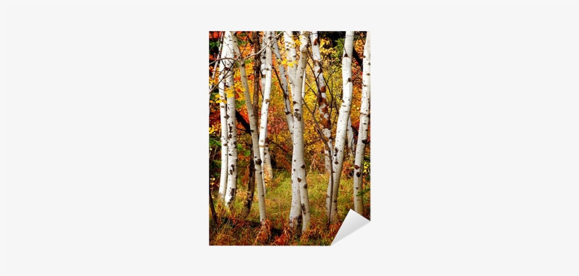 Birch Trees Fall - 400x400 PNG Download - PNGkit
