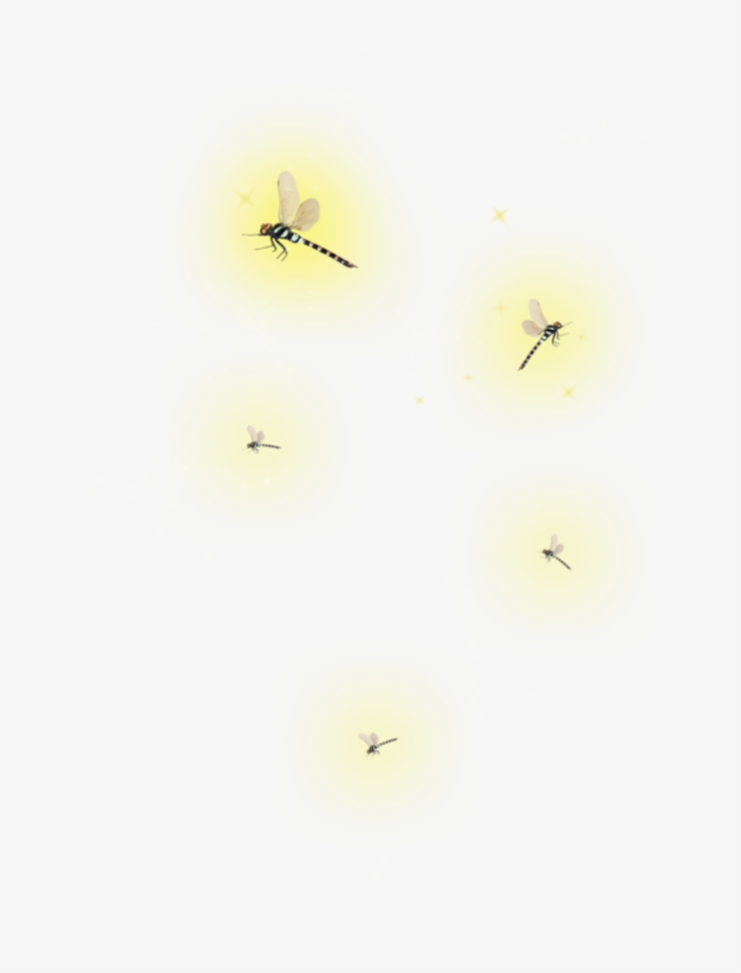 Edits Lightningbug Firefly Art Stickers - Fly - 1024x1024 PNG Download ...