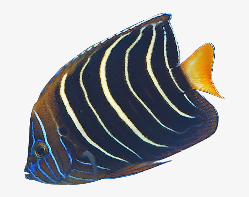 Angelfish - Transparent Angel Fishes - 685x592 PNG Download - PNGkit