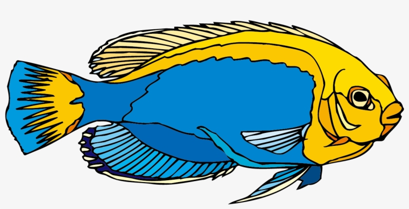 Angelfish Clipart Blue Yellow Fish - Freshwater Angelfish - 1406x737 ...