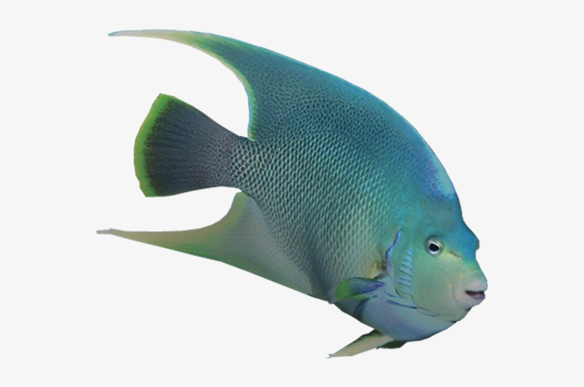 Angel Fish Png