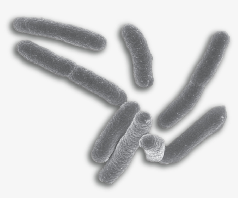 Image Of E - Mycobacterium Tuberculosis Png - 963x754 PNG Download - PNGkit