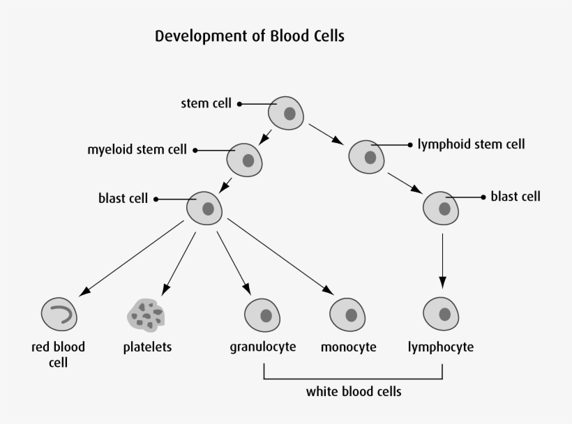 White Blood Cell Chart