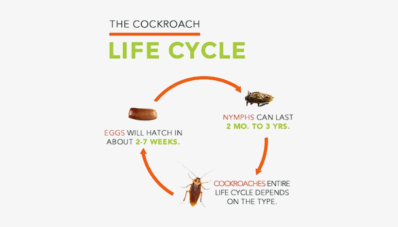 American Cockroachgerman Cockroach - Life Cycle Of A Cockroach ...