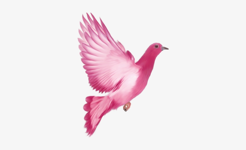 Pigeon In Editing - 377x500 PNG Download - PNGkit