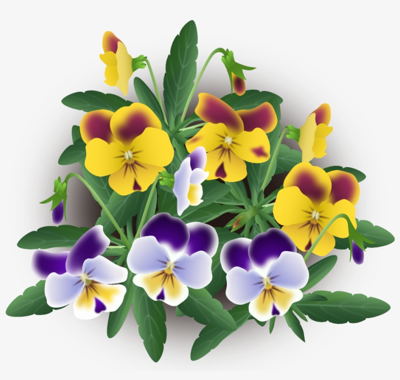 Violas Mix - Pansy - 976x886 PNG Download - PNGkit