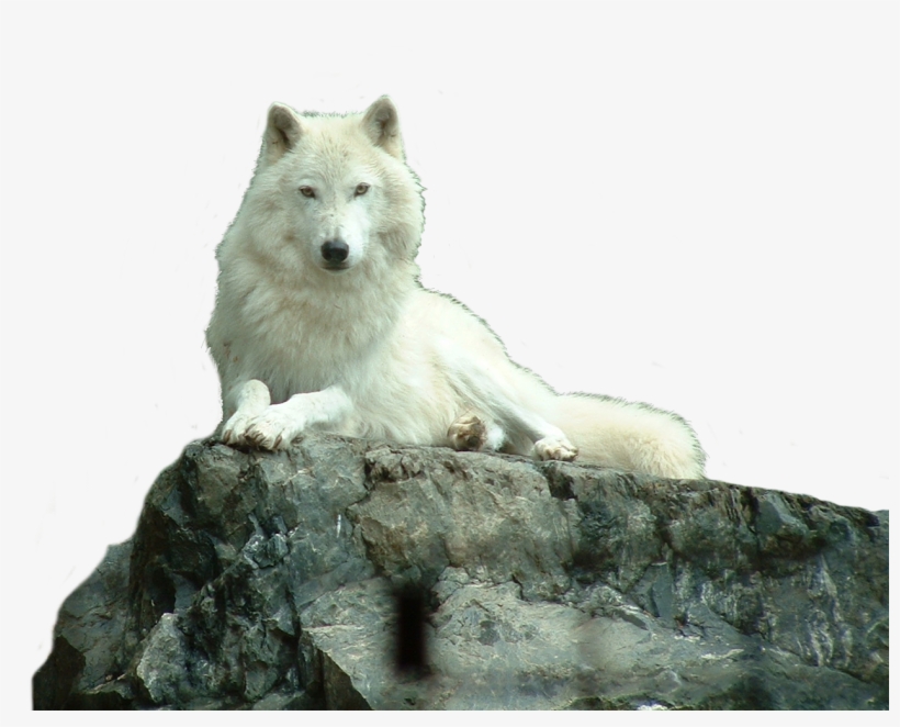 Image - Wolf White Png - 600x566 PNG Download - PNGkit