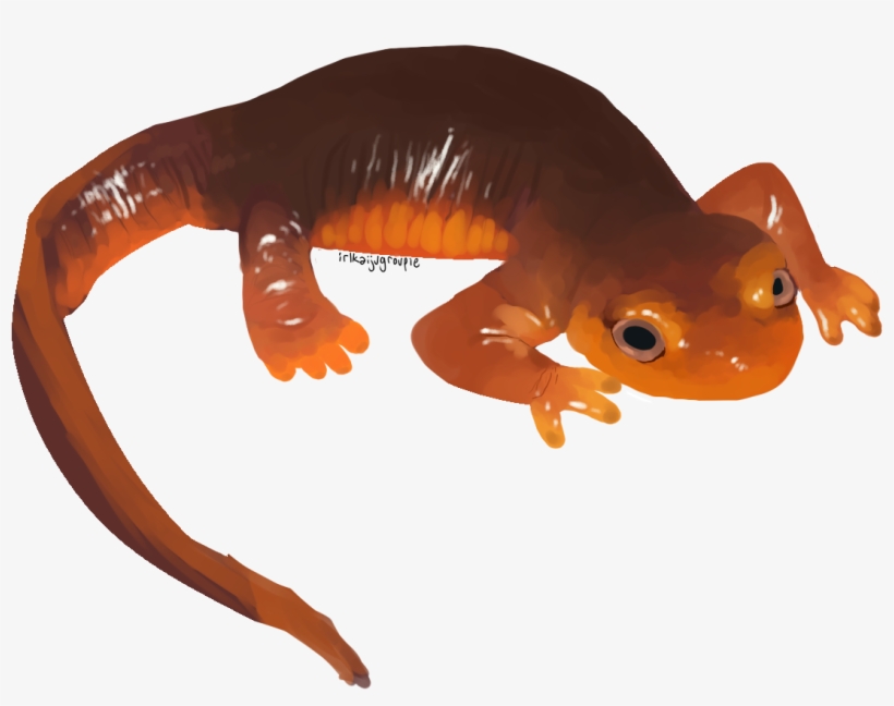 A Little California Newt I Did As Painting Practice - California Newt ...
