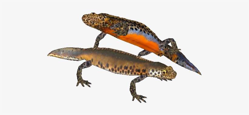 Welcome To The Newt Page - Zoo Tycoon 2 Newts - 556x348 PNG Download ...