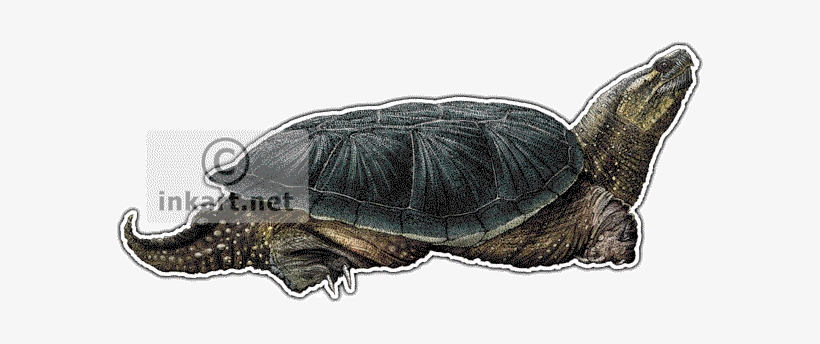 Common Snapping Turtle Decal - Snapping Turtle Art - 590x264 PNG ...