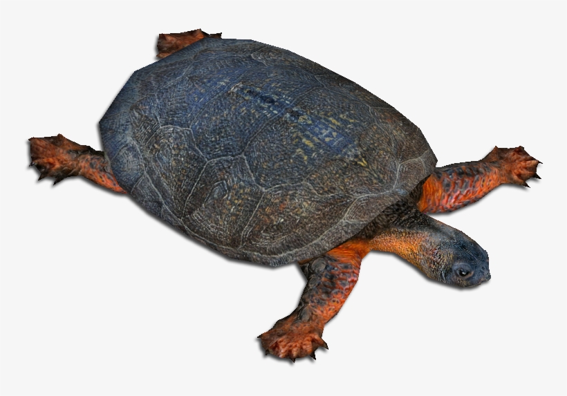 Wood Turtle - 760x760 PNG Download - PNGkit