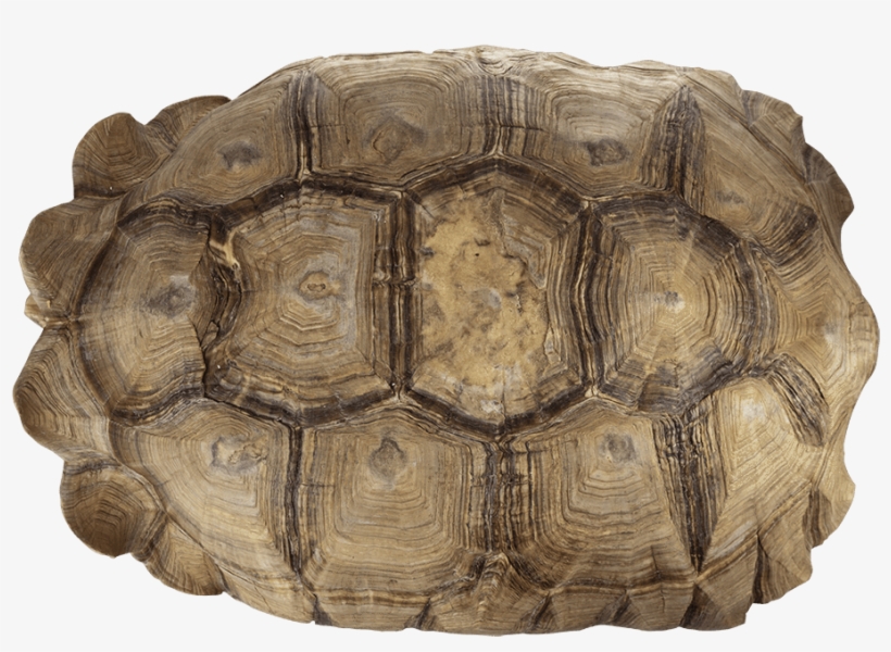 Real Sulcata Tortoise Skeleton And Shell - African Spurred Tortoise ...