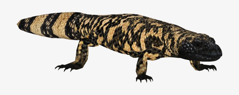 Gila Monster - Helodermas Png - 706x706 PNG Download - PNGkit