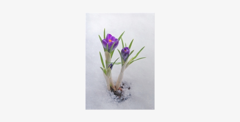 Spring Flowers Growing Under The Snow - Crocus - 400x400 PNG Download ...