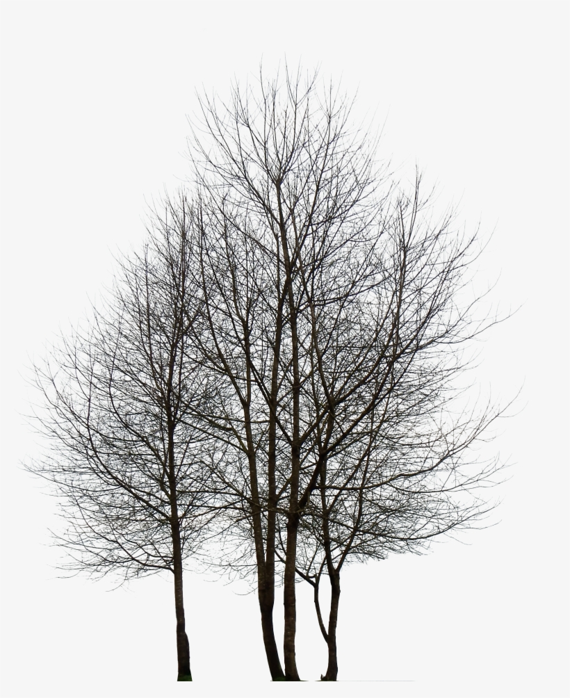 Trees Png - 2588x2884 PNG Download - PNGkit