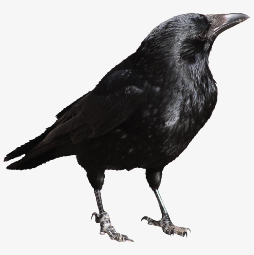 Crow Png - 840x785 PNG Download - PNGkit