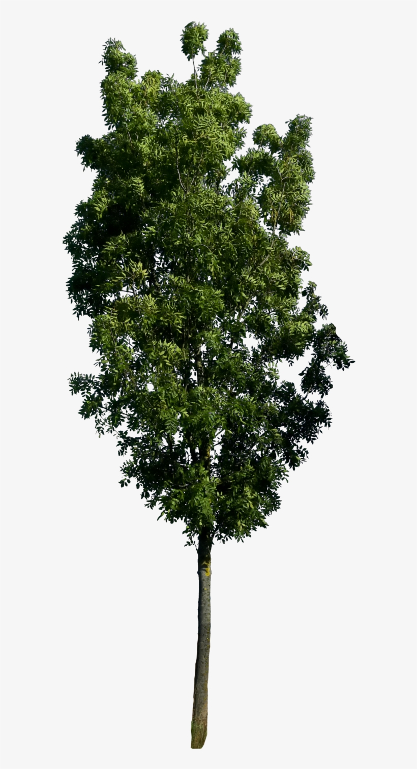 Download Transparent Tree Render, Tree Plan Png, Tree Photoshop, Tree ...