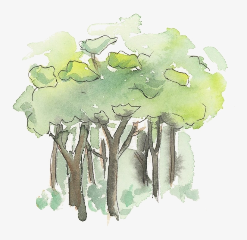 Download Transparent Forest - PNGkit