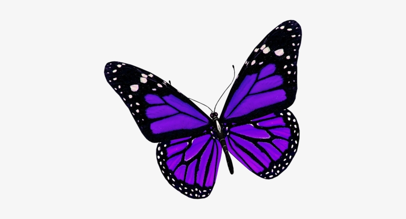 Download Transparent Purple Butterfly Png Image - Purple Butterfly Png ...
