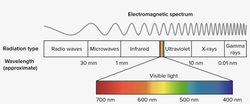 Download Transparent Wavelengths Of Light And Photosynthetic Pigments ...