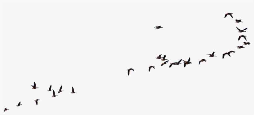 Wild Geese Flying Goose - Geese Flying No Background - 1024x424 PNG ...