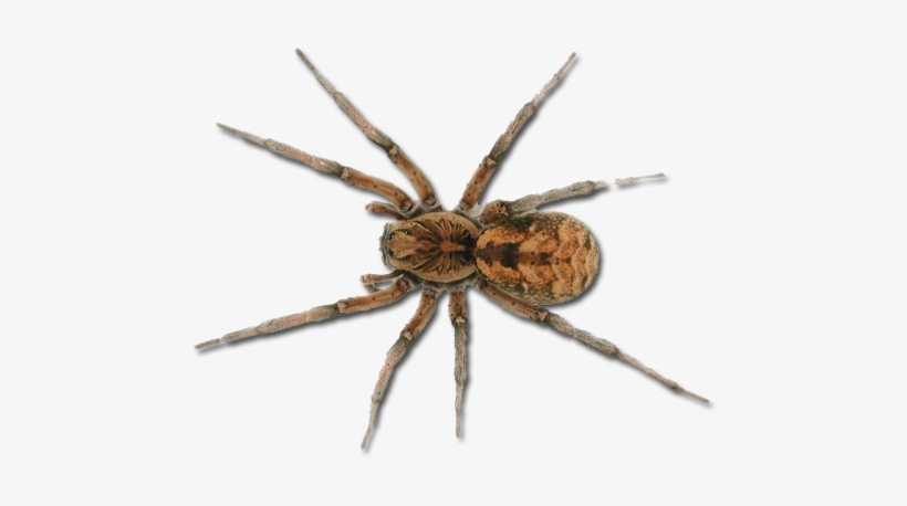 Spider Png - 480x378 PNG Download - PNGkit