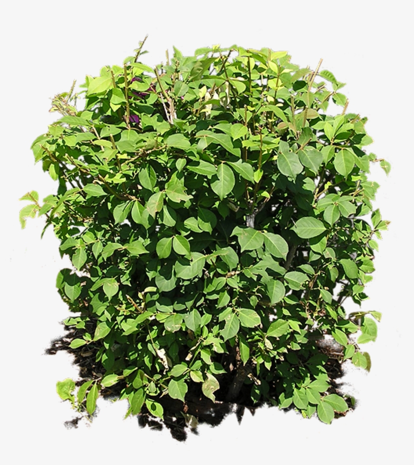 Bush Png - 2000x2000 PNG Download - PNGkit