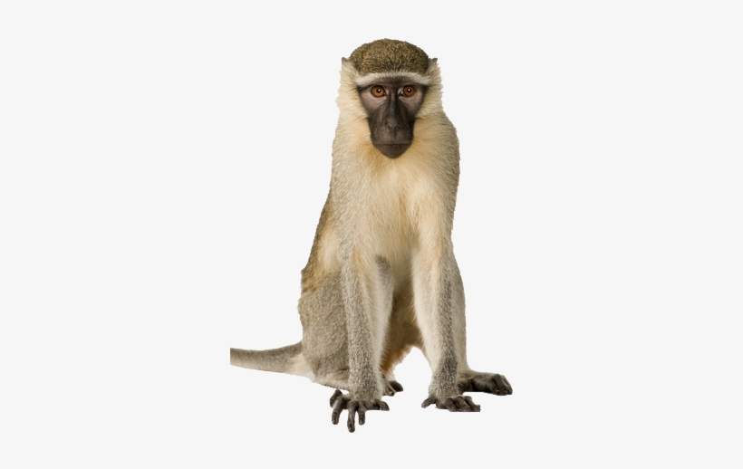 Monkey Transparent Macaque - Monkey Png - 321x479 PNG Download - PNGkit