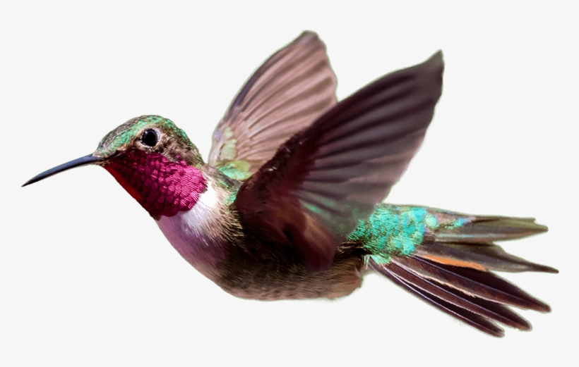 Hummingbird Png Transparent Hd Photo - Hummingbird Png - 800x644 PNG ...
