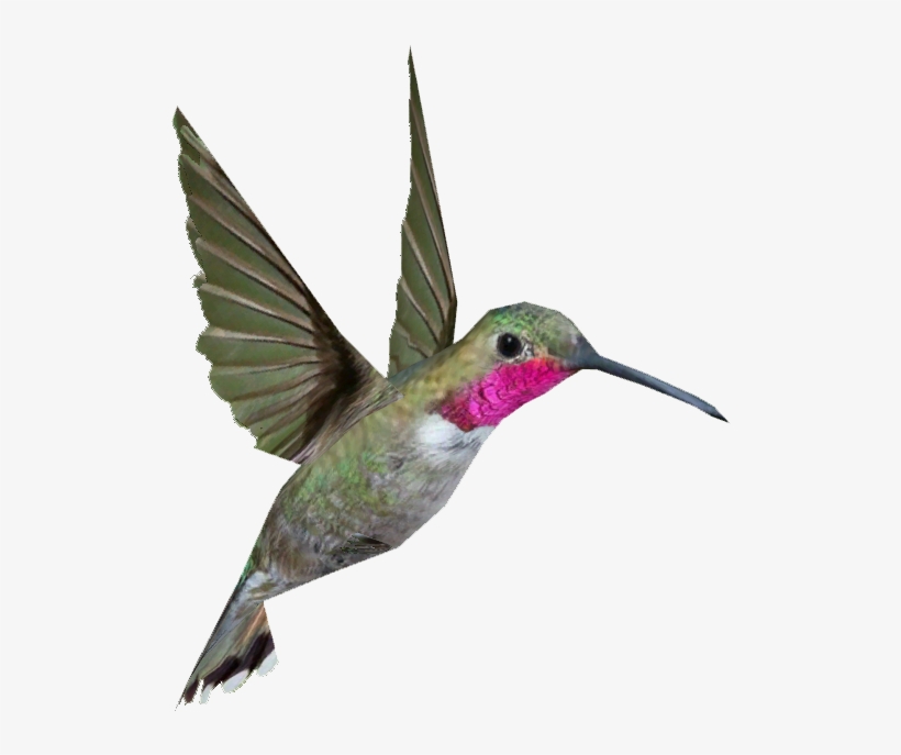 Hummingbird Png Background Image - Hummingbird Png - 606x606 PNG ...