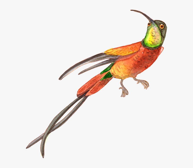 Watercolor Tropical Rainforest Hummingbird Red - Hummingbird Yellow And ...