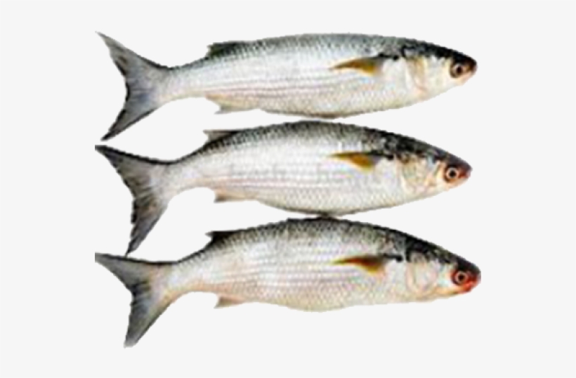 Parshe Fish - Small - Parshe Fish - 550x550 PNG Download - PNGkit