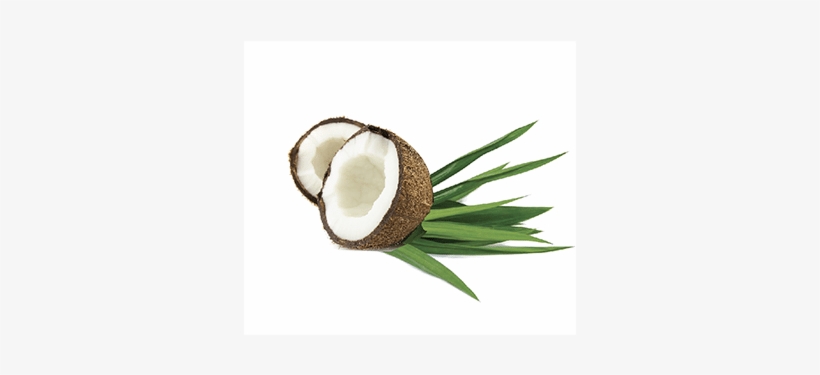 Pandan Coconut Png - Coconut Oil Moisturizing Cream With Vitamin E ...