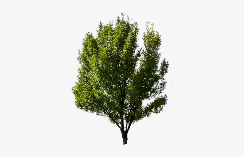 Related Wallpapers - Tree Side View Png - 450x450 PNG Download - PNGkit