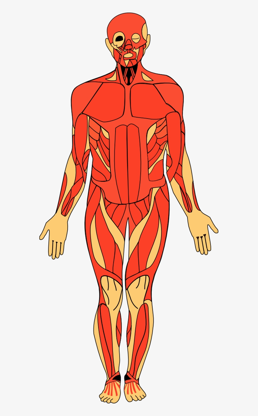 Transparent Anatomy Clipart - 569x1243 PNG Download - PNGkit