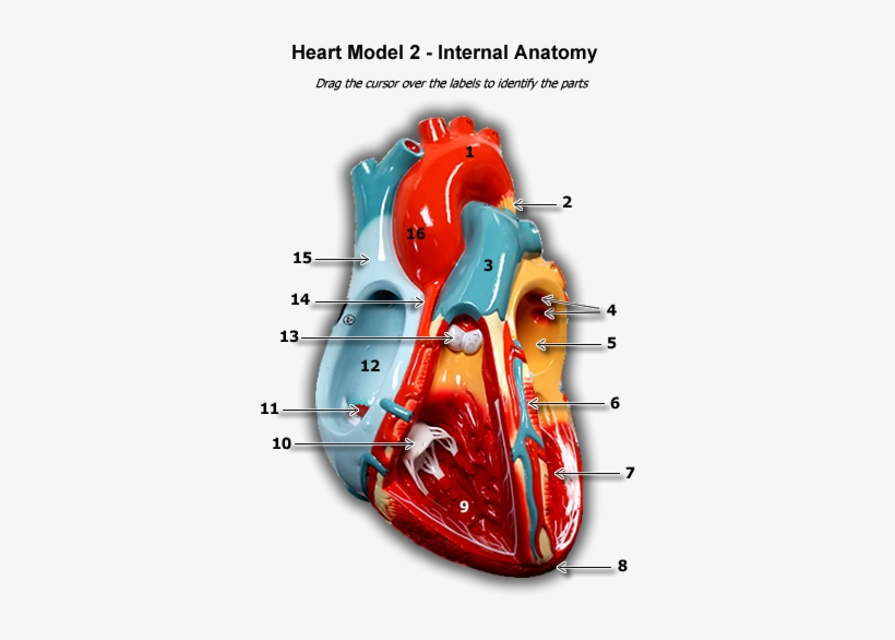 Internal Anatomy Heart2/heart2 Intanatomy - Portable Network Graphics ...