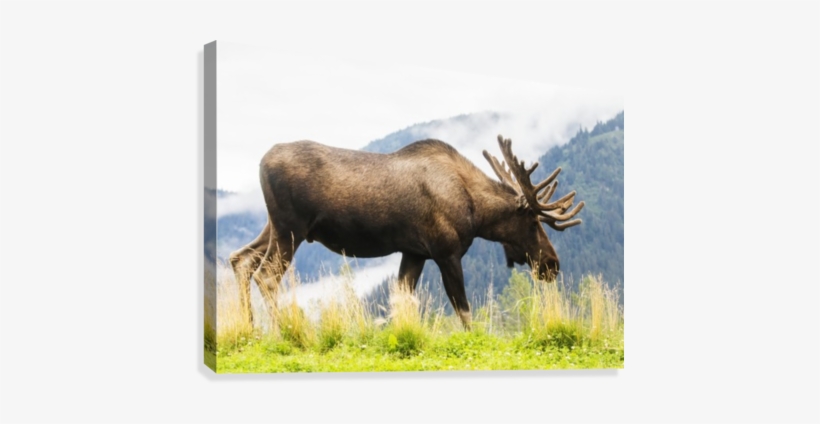 Bull Moose With Antlers In Velvet, Captive In Alaska - Alaska Wildlife ...