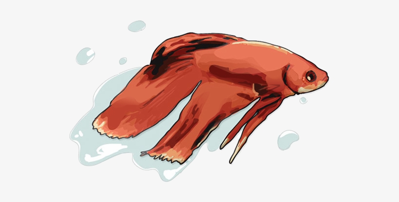 Beta Fish - Illustration - 553x349 PNG Download - PNGkit
