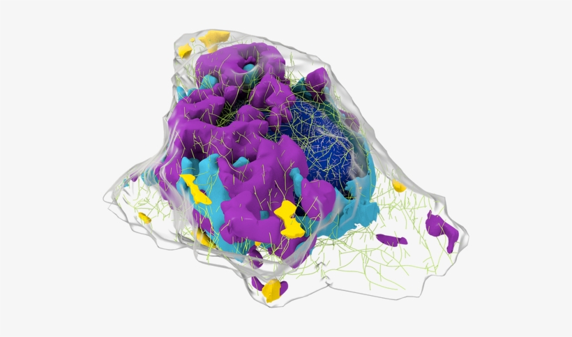 The Allen Integrated Cell Unites Two Cutting-edge Technologies - Allen ...