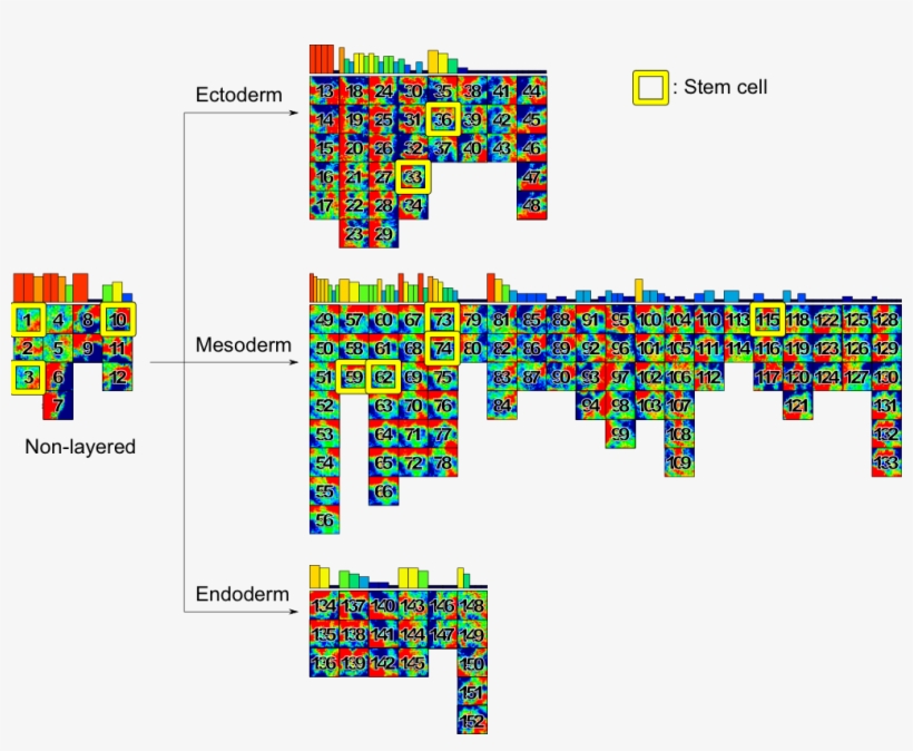 A Human Cell Database, In Which We Can Objectively - Kyoto - 1015x786 ...