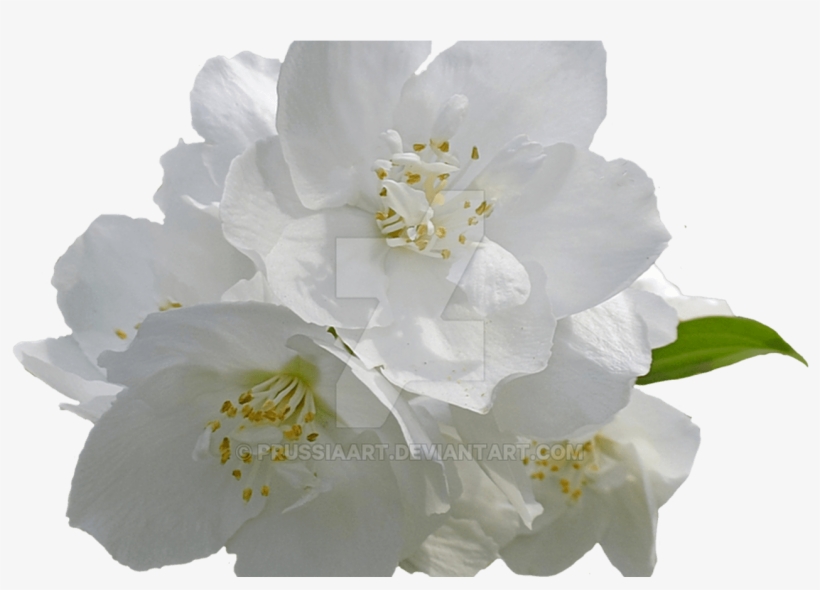 Collection Of Free Tropical Vector Mogra Flower Download - Camellia ...