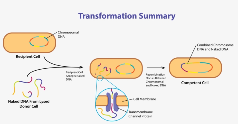 Gene Acquisition Via Transformation - Diagram - 1024x488 PNG Download ...